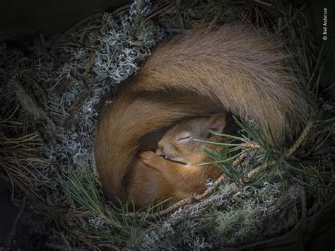 Reportajes Y Fotografías De Ardilla En National Geographic