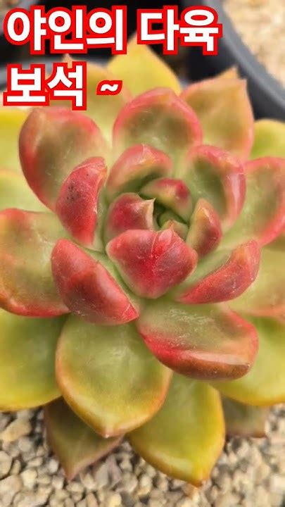 목요일 오늘도 화이팅 입니다 ~ 이찬원 파종이 실생 다육 다유기 다육이 다육식물 반려식물 다육판매 다육이판매