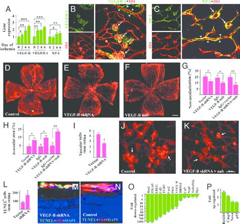 Vegf B Targeting Inhibits Retinal Neovascularization A Vegf B