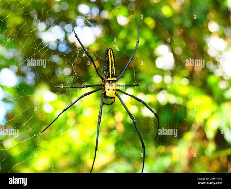Garden Spider Bite Treatment