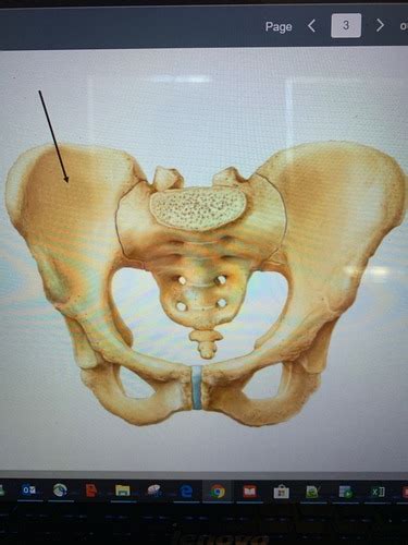 Appendicular Skeleton Pelvic Girdle Flashcards Quizlet