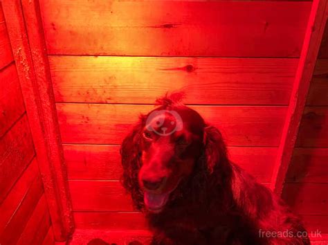 5 Star Chocolate And Tan Working Cocker Spaniel Pups In Cheshire On Freeads Classifieds Cocker