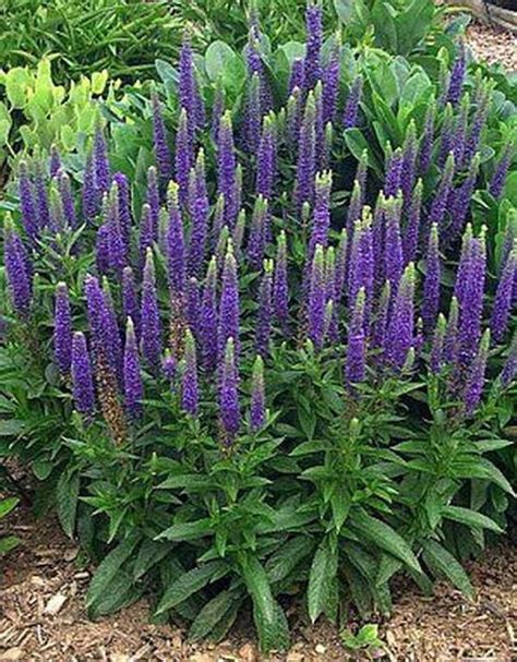 Veronica Spicata Spiked Speedwell 1000 Seeds Perennial Etsy In 2021