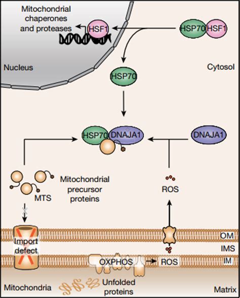 Decoding The Mitochondrial Unfolded Protein Response Proteintech Group