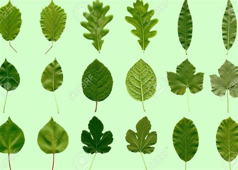 Nombre De Árboles Grandes Liste Des Arbres Les Plus Grands Byzok