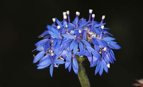 Native Cornflower • Rewild Perth
