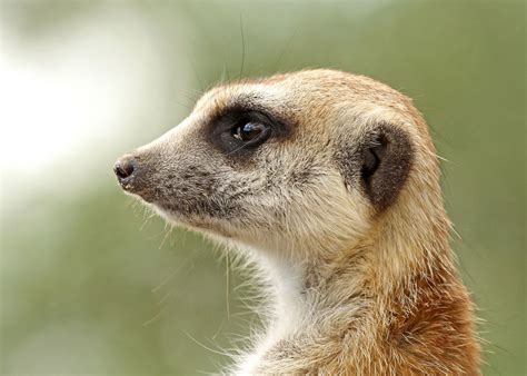 Fotografie „surikata Galerie Megapixel