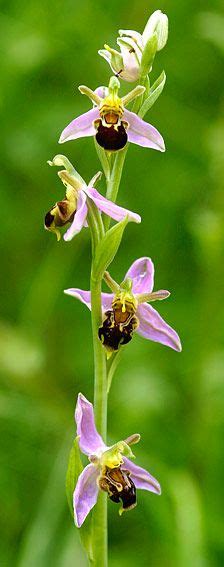Ophyrys Orchid Photography By David J Slater