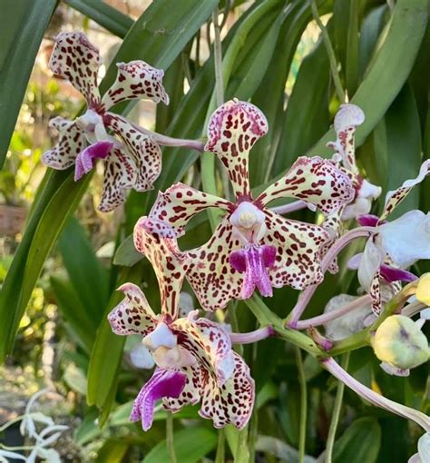 Vanda Tricolor Suavis
