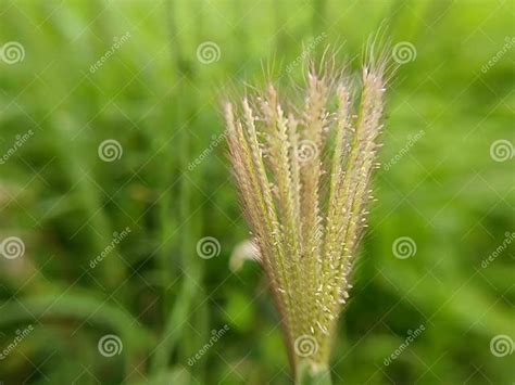 Chloris Virgata Grass Also Named Feather Fingergrass Feathery Rhodes