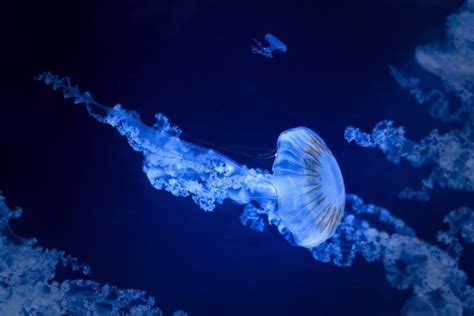 The Worlds Most Dangerous Jellyfish Animals Around The Globe