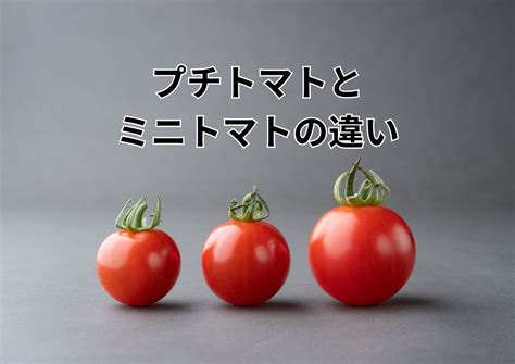 蘭姉ちゃん（らんねーちゃん）の声優は変更された？真相を解説 旬感50（しゅんかんフィフティ）