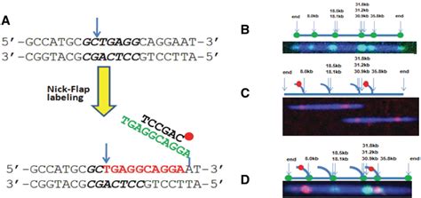 Schematic Drawing Of Recognition Sequence Of Nicking Endonuclease Download Scientific Diagram