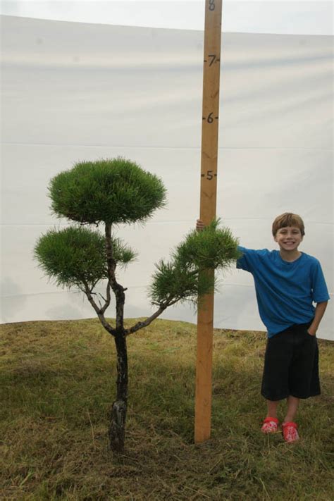 Scotch Pine Topiary Tree 339 Plants Beautiful Nursery