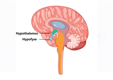 De Hypofyse Jouw Beste Leven