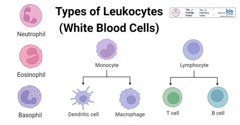 Types Of White Blood Cells And Functions