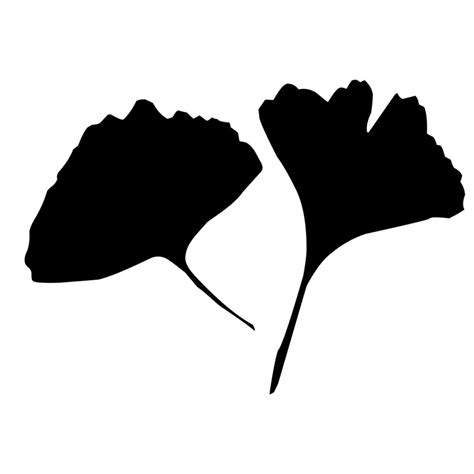 Gingko Biloba Leaves 13272657 Vector Art At Vecteezy