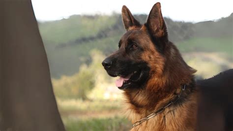 Comment Prendre Soin De King Shepherd Conseils Et Faq 2026
