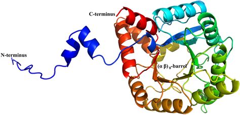 The Single Subunit Structure Model Of C Glutamicum Pbgs Download Scientific Diagram