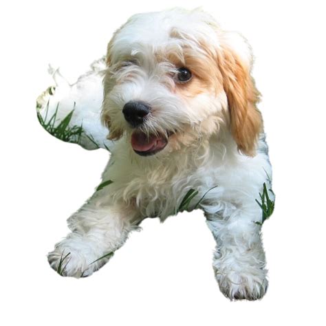 Cavapoo Bundle Canine Genetic Testing