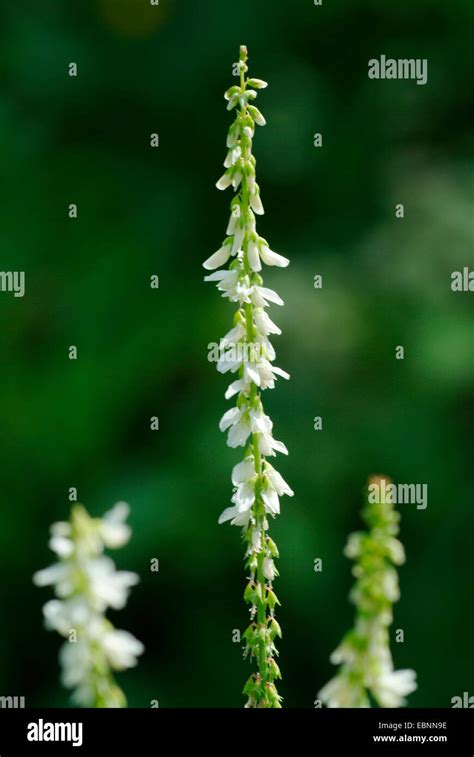 White Melilot White Sweetclover Melilotus Albus Melilotus Alba Inflorescence Germany Stock