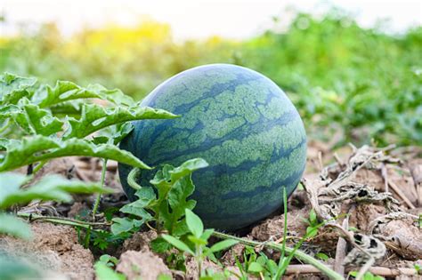 Semangka Tumbuh Di Ladang Semangka Semangka Segar Di Tanah Pertanian