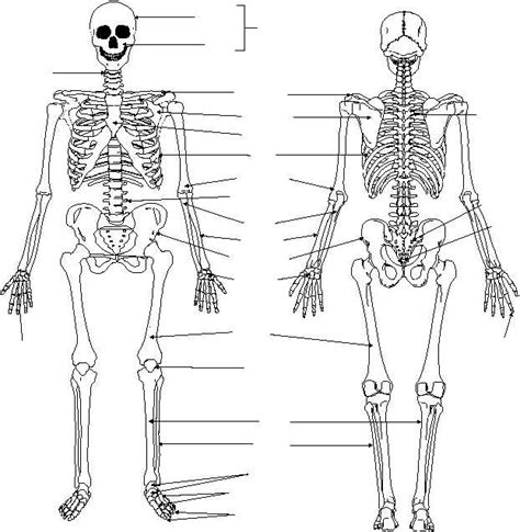 Bone Classifications