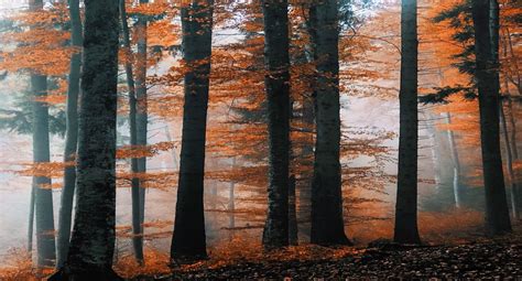 Copacii Pot Comunica între Ei Curatorial