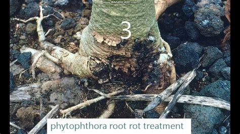 Phytophthora Root Rot Treatment Youtube