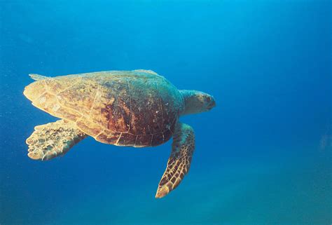 Loggerhead Turtle Britannica