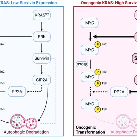 diagram showing how kras mediated upregulation of survivin expression