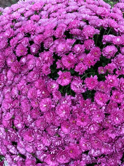 Solve Fall Mums Jigsaw Puzzle Online With 88 Pieces