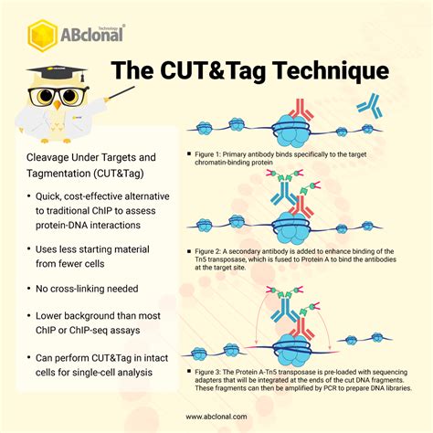 Cutandtag An Alternative To Chromatin Immunoprecipitation