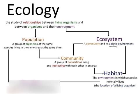 Ecosystem Test Diagram Quizlet