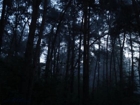 Forest At Night By Shanacatheileen On Deviantart