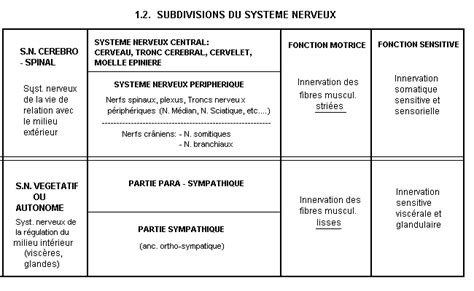 Schema Systeme Parasympathique