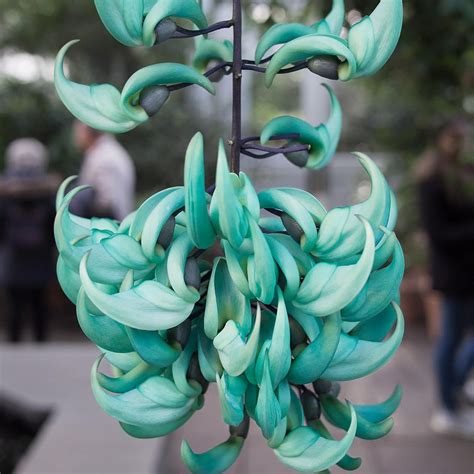 Jade Vine Seeds Strongylodon Macrobotrys Perennial Woody Vine For