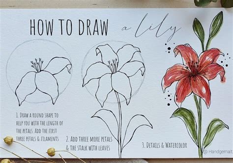 How To Draw A Lily Step By Step Pictures Artofit