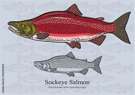 Sockeye Salmon Spawning