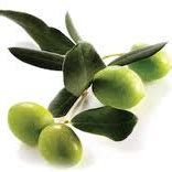 Arbequina Elevated Olive Steamboat Springs