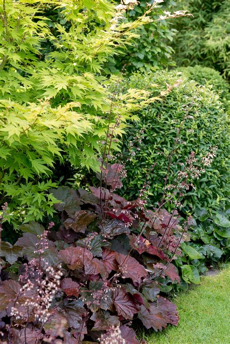 51 Bruxelles Idées Jardins à Enregistrer Aujourdhui Jardin Dombre Plante Ombre Et Bien Plus