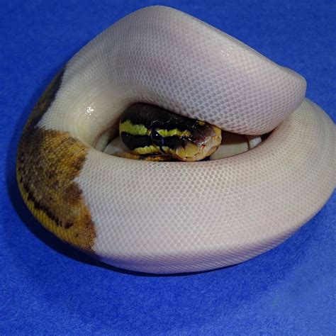 Super Pastel Calico Ball Python Hatchling