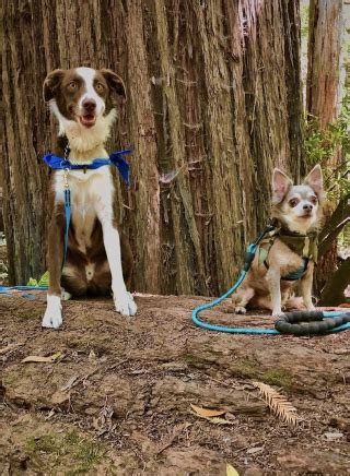 10 Photos De Chiens Qui Sadorent Malgré Leur Différence De Taille
