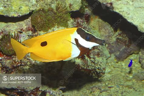 Foxface Rabbitfish Siganus Unimaculatus Superstock