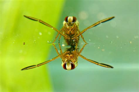 Water Boatman Encyclopedia Of Alabama