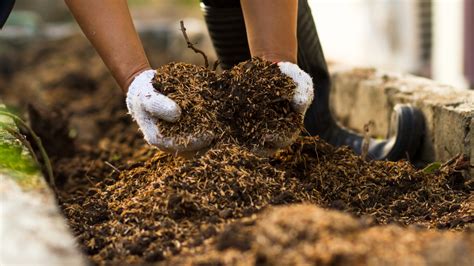 Hydrangeas For Beginners 7 Care Tips For Beautiful Blooms