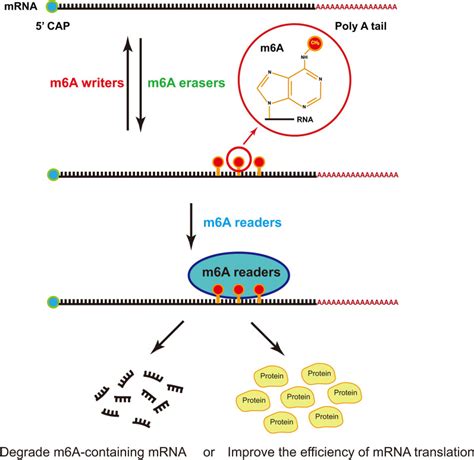 Potential Roles Of N6 Methyladenosine M6a In Immune Cells Pmc