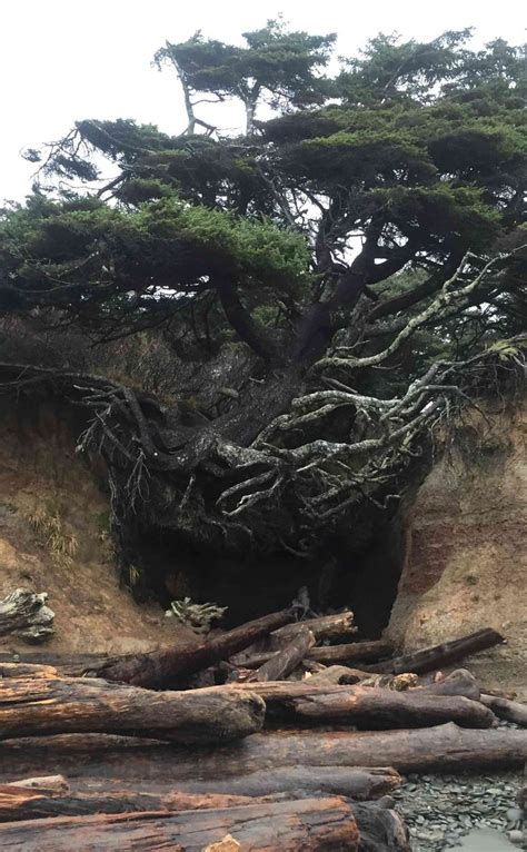 Tree Root Cave Explore Natures Hidden Wonder