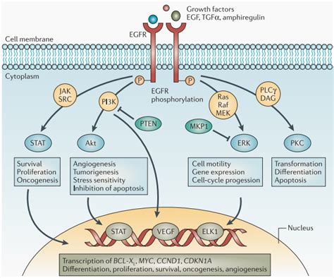 与肿瘤相关的那些明星标志物：肺癌之egfr 知乎