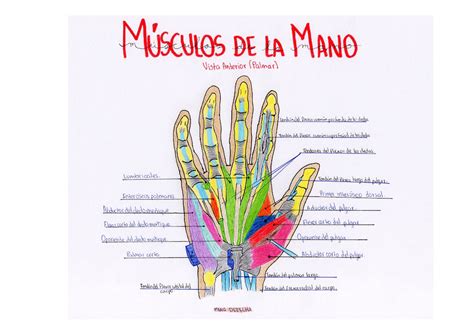 Dibujos Sobre Los MÚsculos De La Mano Notes De Anatomie Docsity
